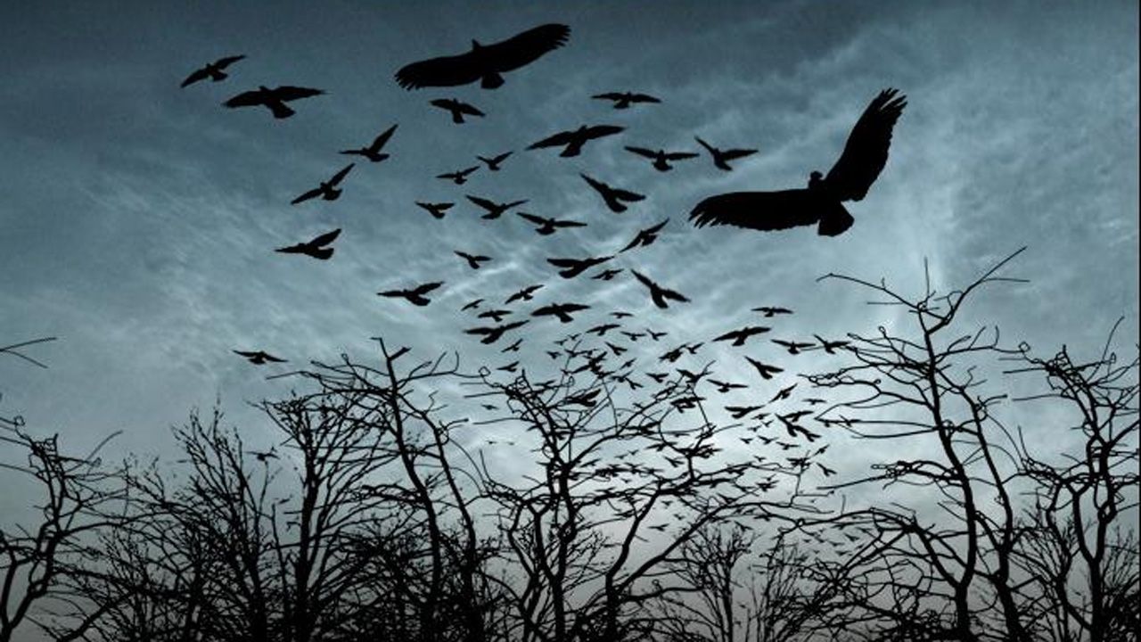 Flu Birds - (2008) - My Movies - The Movie & TV Network - My Movies ...