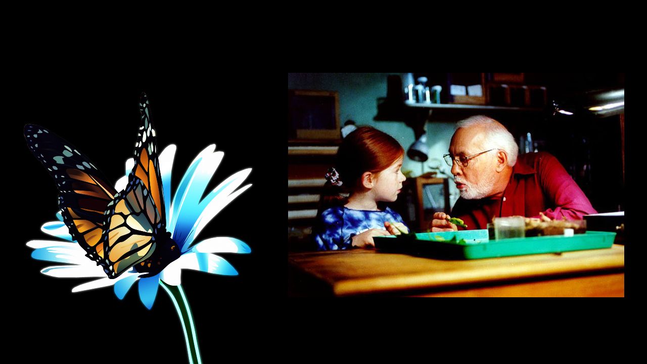 Le Papillon - DVD - 3322069867057 - France - 7/28/2003 - My Movies ...