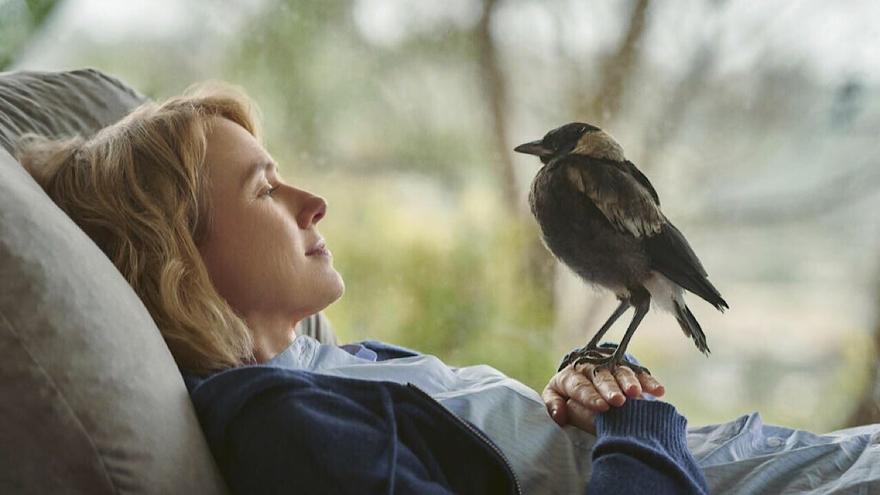 Penguin Bloom - (2020) - My Movies - The Movie & TV Network - My Movies ...