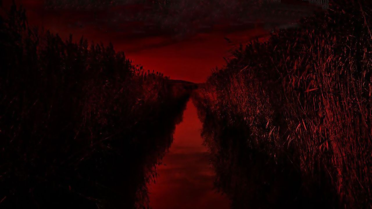 The Reeds - (2010) - My Movies - My Movies