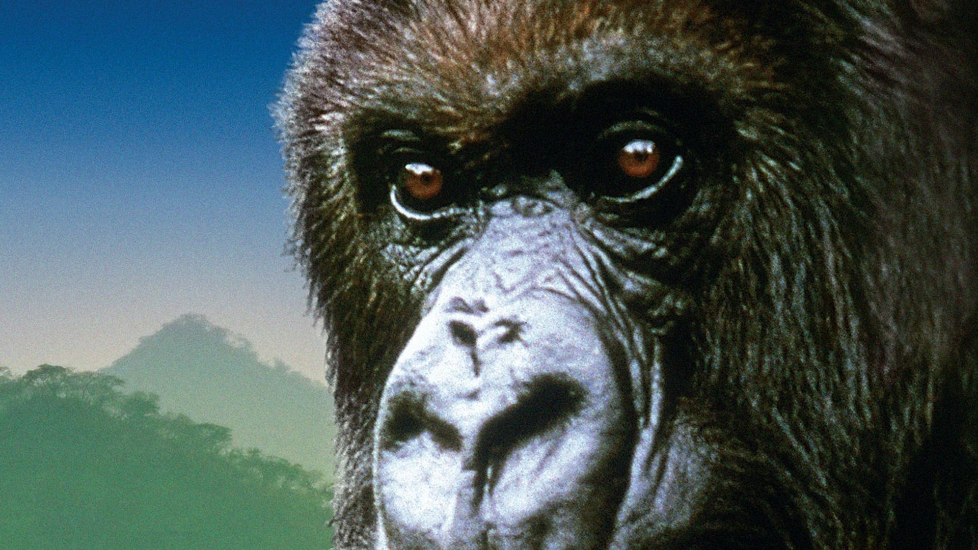 Mountain Gorilla: IMAX - (1996) - My Movies - The Movie & TV Network ...